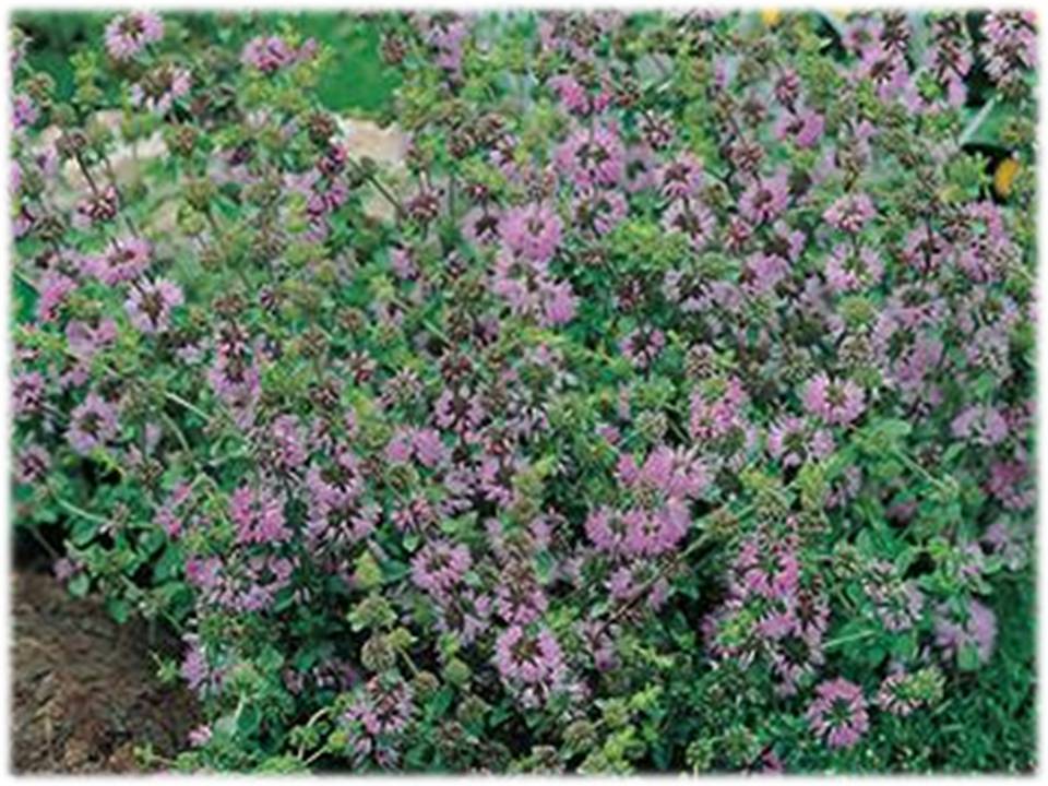 PLANTAS MÁGICAS: EL POLEO