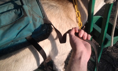 Sierra Pack Goats Blog: How to Saddle a Goat