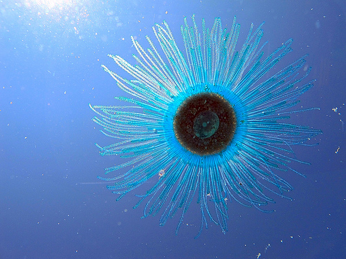 Blue Button Jellyfish