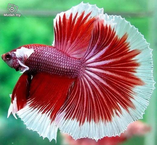 Kenali Ikan Laga - Fighting Fish @ Betta Splendens - Relaks Minda