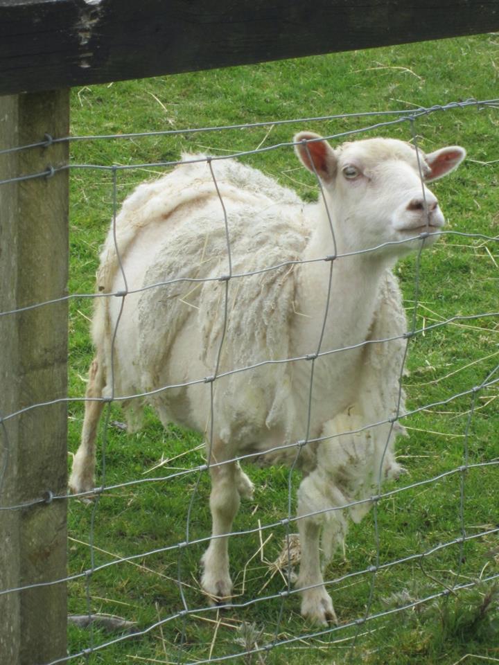 nik-ed off: Animal spotting in the Highlands