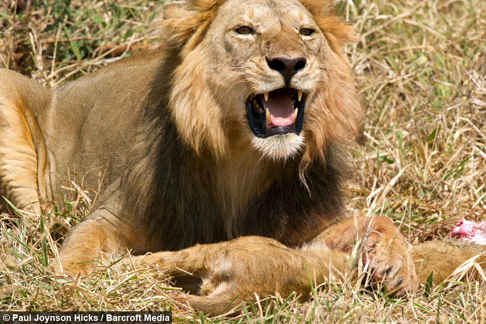 Bad lion! Cannibal Lion eats a helpless lion cub (photos)