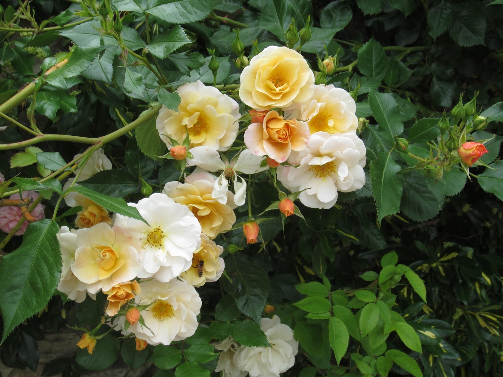 Pat Fiorello - Art Elevates Life: Roses Alla Prima