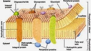STRUKTUR SEL - E-JURNAL