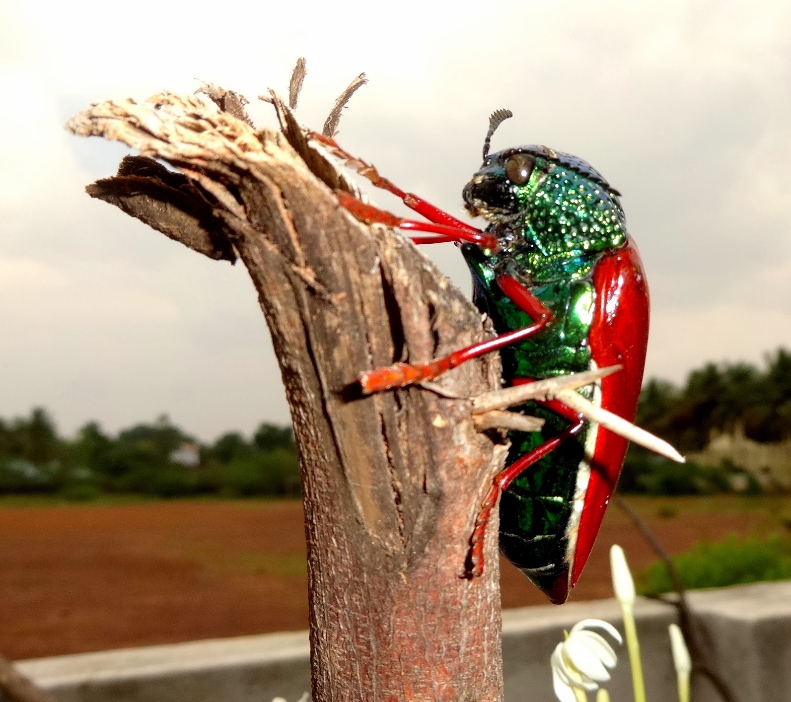 ashokism...: Ponn Vandu