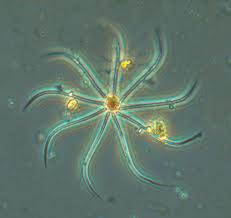 .: PHYTOPLANKTON