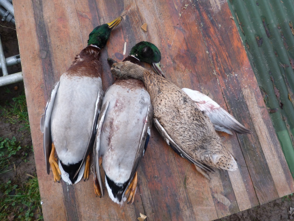 An English Homestead: Plucking Ducks