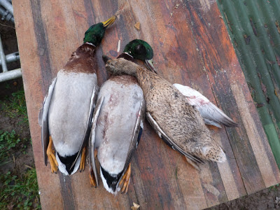 An English Homestead: Plucking Ducks