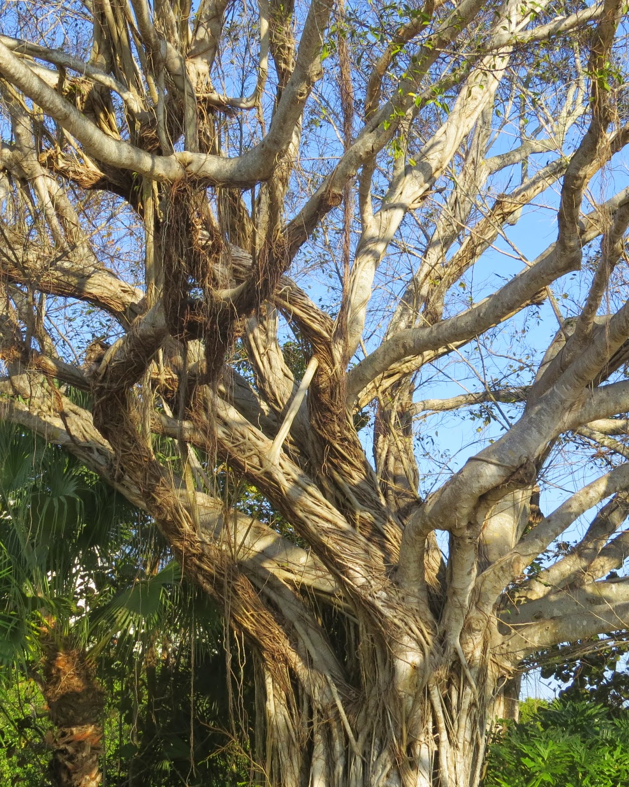 Things with Wings: Beautiful Banyan Trees