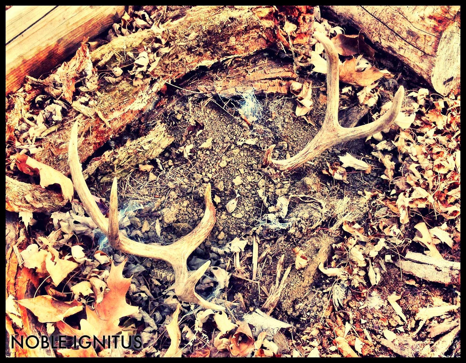 NOBLE IGNITUS:: European mount removing deer head from the ground