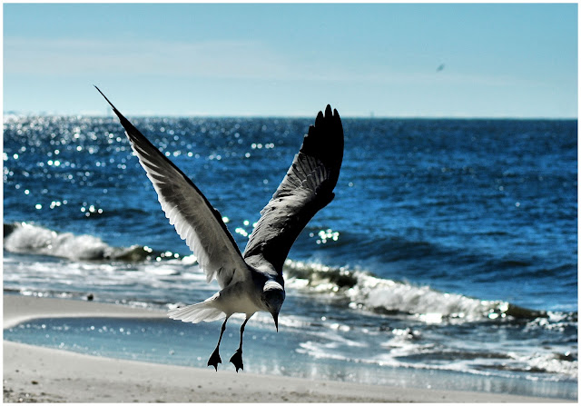 Wild life: Gull wallpaper | wild birds