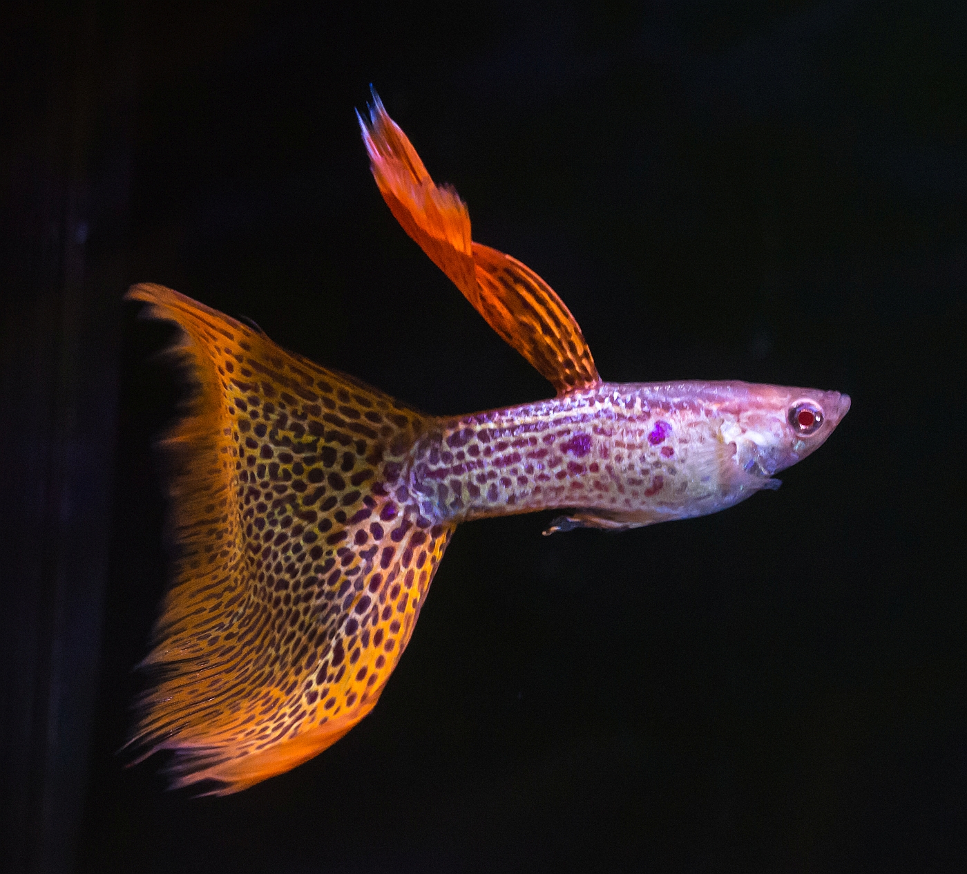 Malaysia Guppy Club Show August 2017 - Ralfs-Guppy-Blog