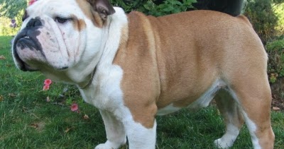 The English Bulldog Review