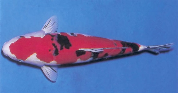 IKAN HIAS AIR TAWAR TROPICAL FISH: Sanke Koi