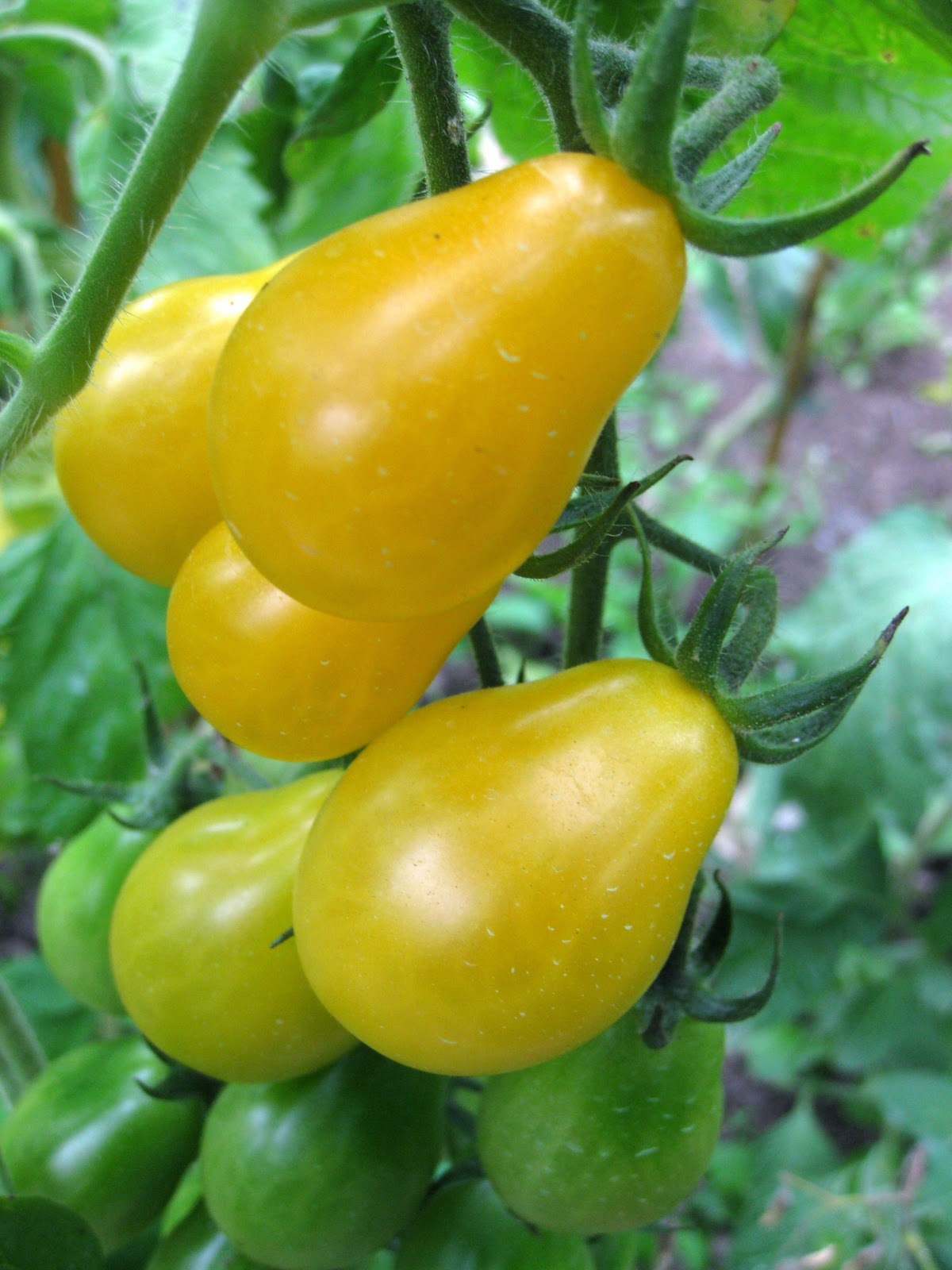 Mostly Tomato Mania: Choosing My Cherry Tomato Favourites