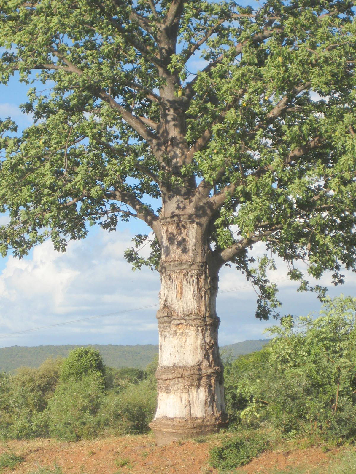 Maggie Freese at Africa University: Baobab Trees