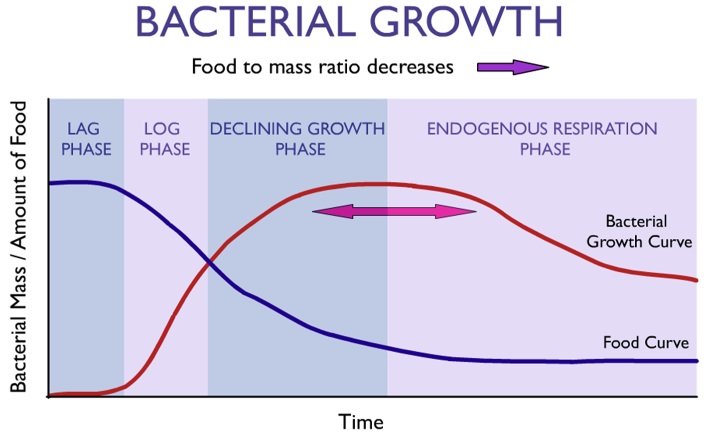 Bacteria Microbes: Bacterial Growth Graph