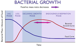 Bacteria Microbes: Bacterial Growth Graph