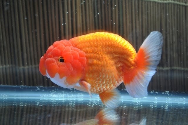 Calico Side View Ranchu Spawn : r/Goldfish