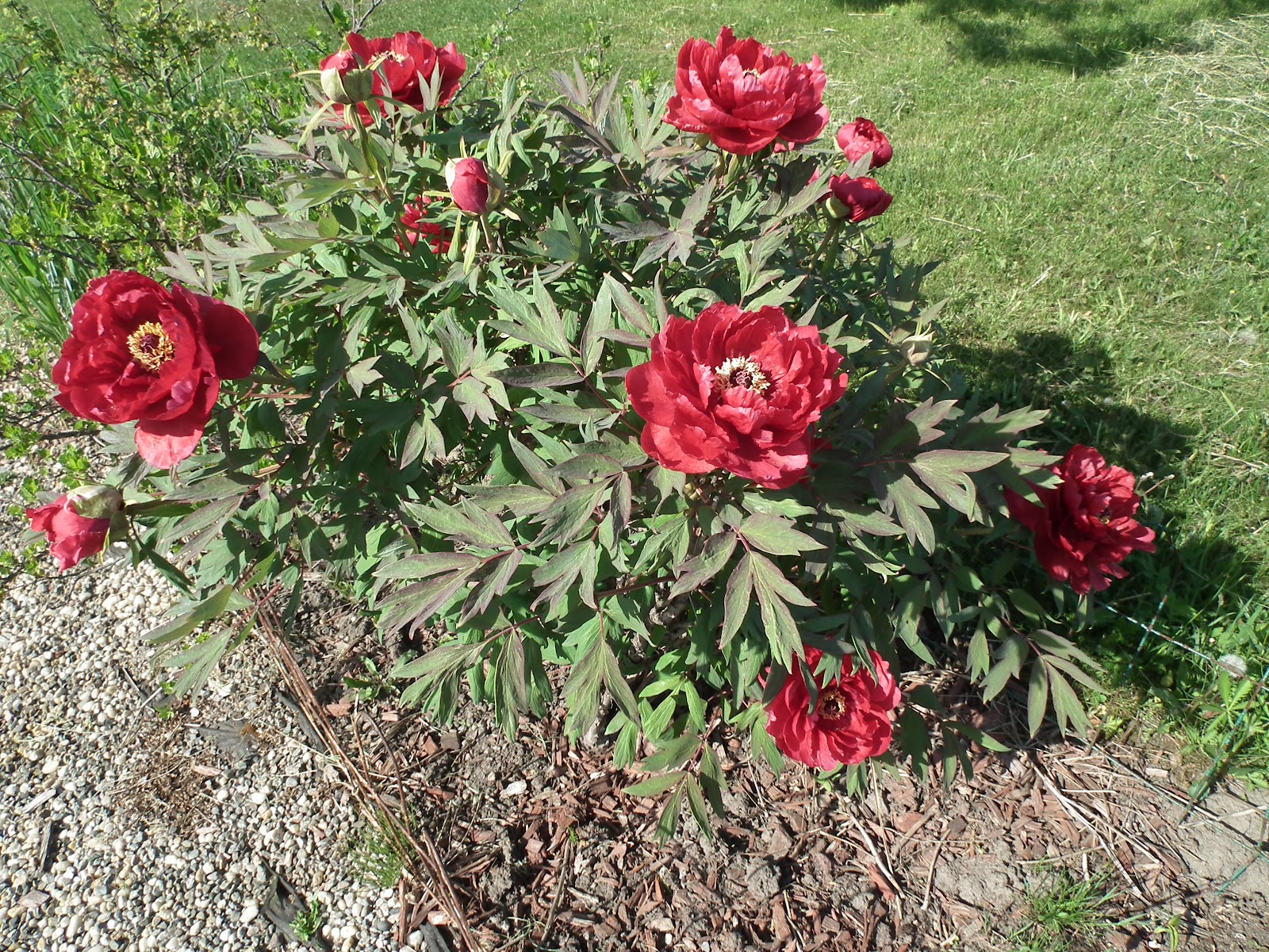 Peonies: Red Tree Peony