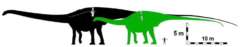 Equatorial Minnesota: Rebbachisauridae