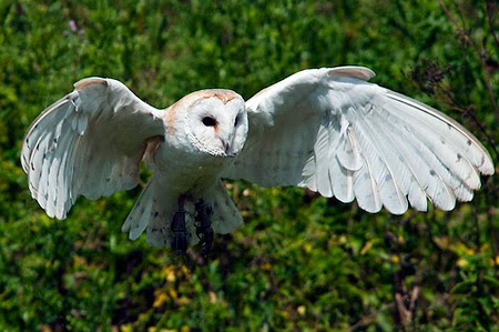 chim thần chết chim lợn