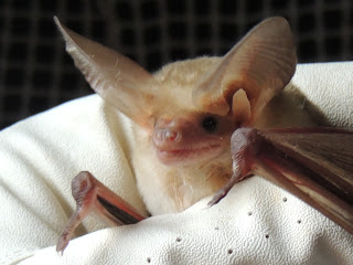 World Bird Sanctuary: 365 Photo Project--The Pallid Bat!