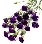 Dowd's Flower Shop: Moon Series Carnations