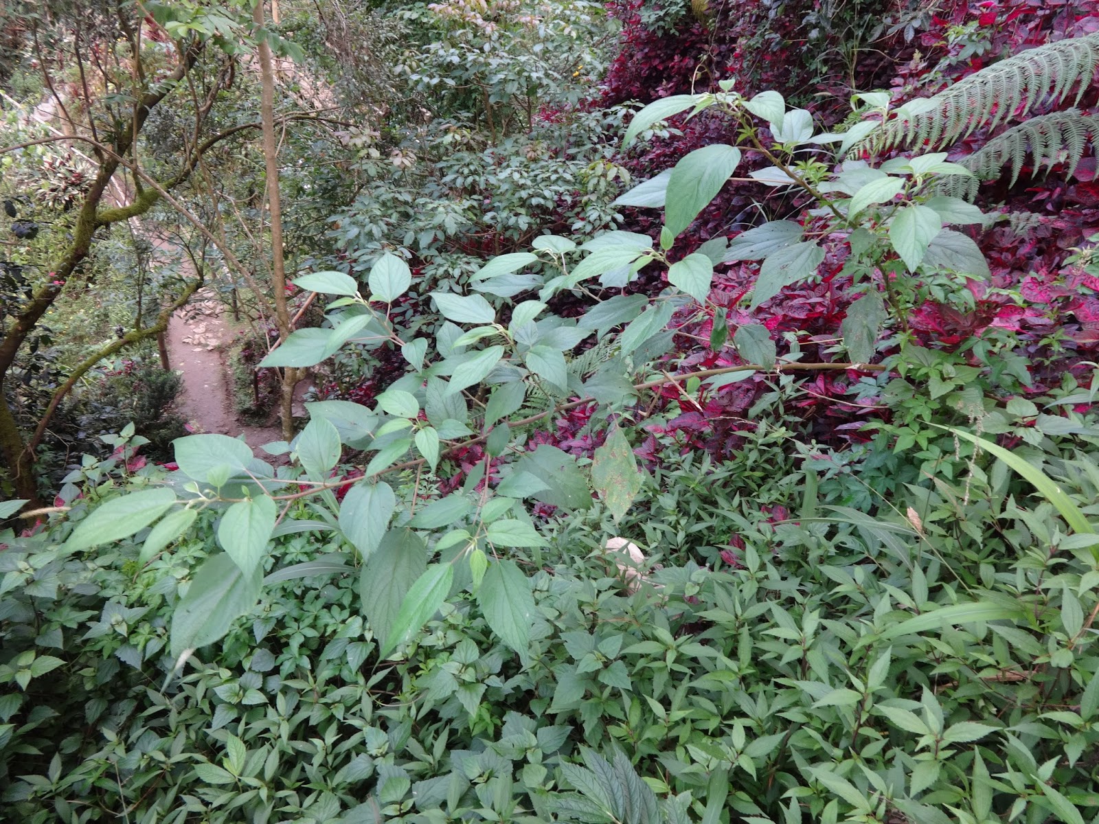 Herbs from Distant Lands: Pipturus spp. - Mamaki Tea, Handalamay, Armwe ...