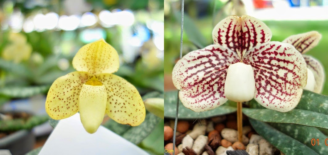 Orchids Flowers Pictures Bulbophyllum Vanda Cattleya Cymbidium ...