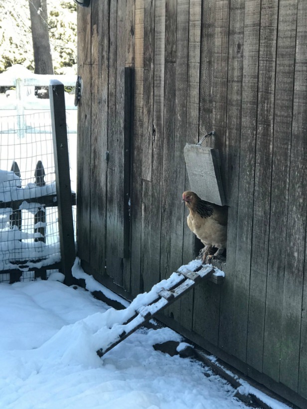 Little Farmstead: Snow Day!