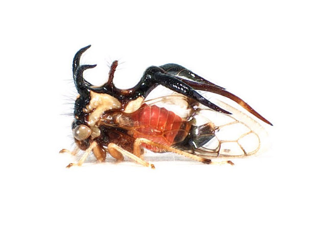 LO PIENSO, LO LEO, LO DIGO...: Insectos de "otro mundo" 27 fotos de ...