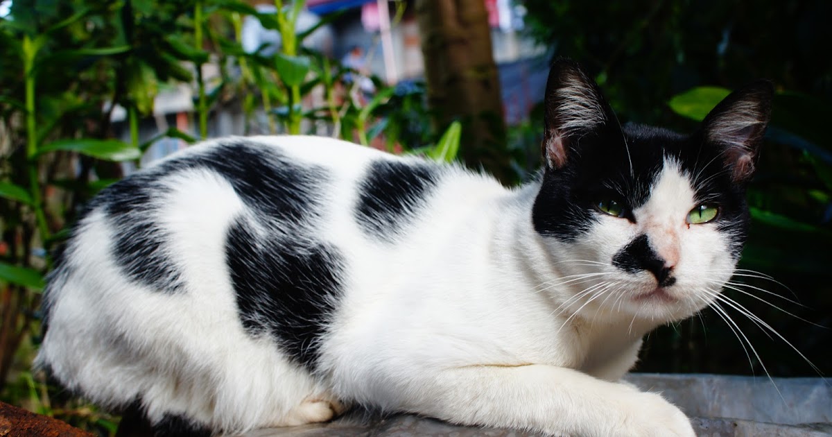 Cat looking at the camera free picture for commercial use - 1 million ...