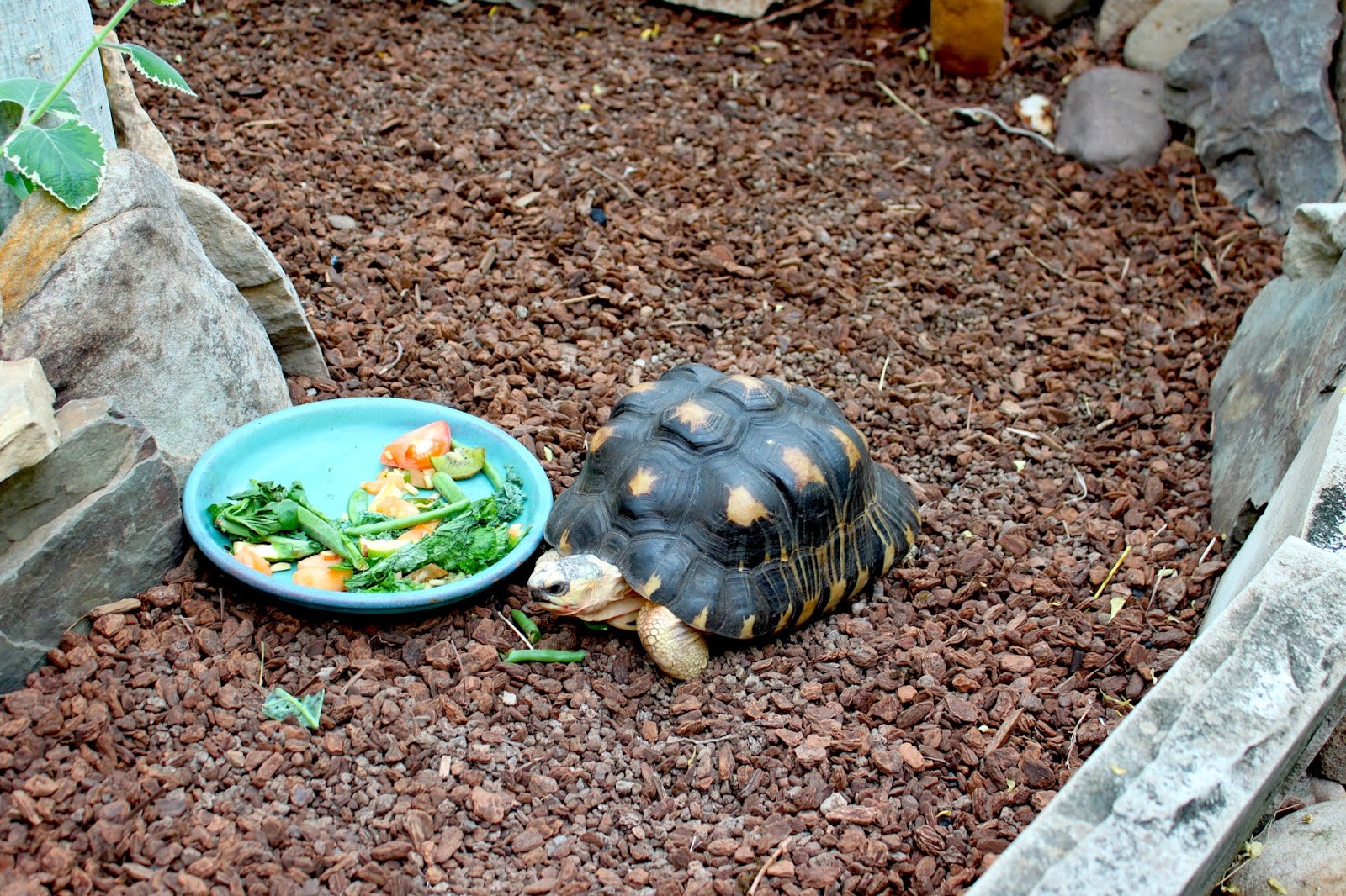 Cleveland Botanical Garden & Mabel's BBQ | Belle Chantelle