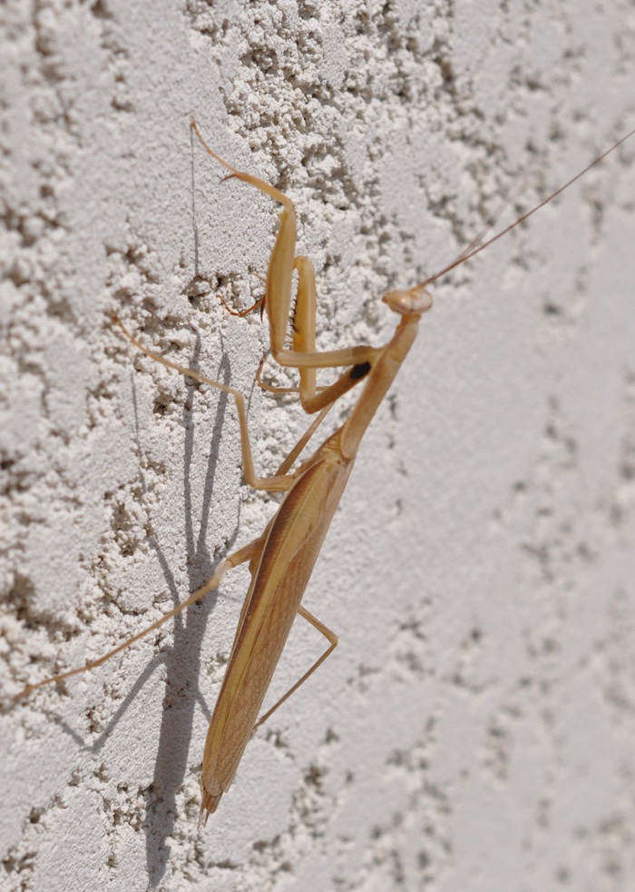 Découverte du Gard: Rencontre avec la mante religieuse