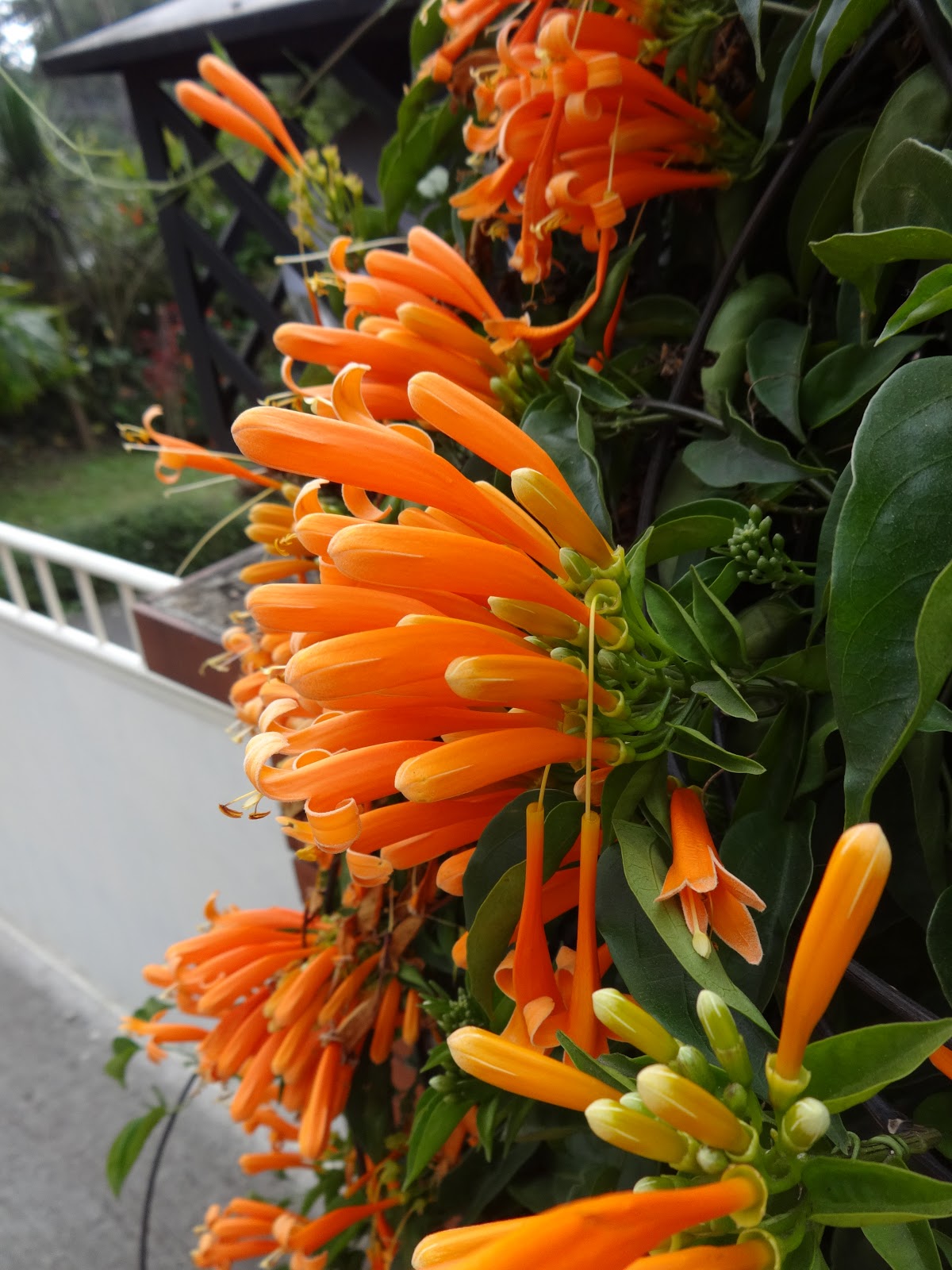 Herbs from Distant Lands: Pyrostegia venusta - Flame Flower, Golden ...