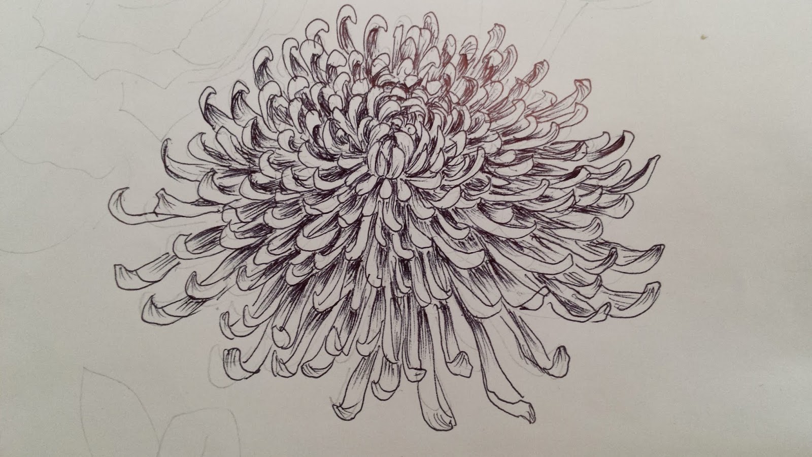 Pencil Sketches Flower Spray