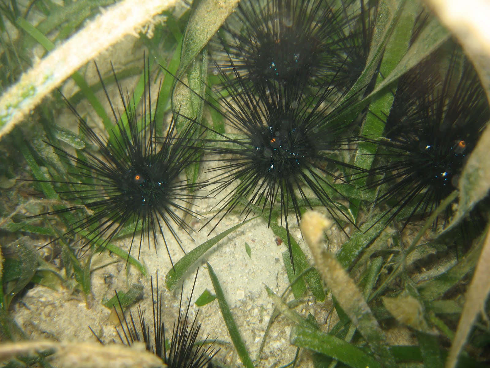 Pamacca: Bulu Babi Diadema setosum