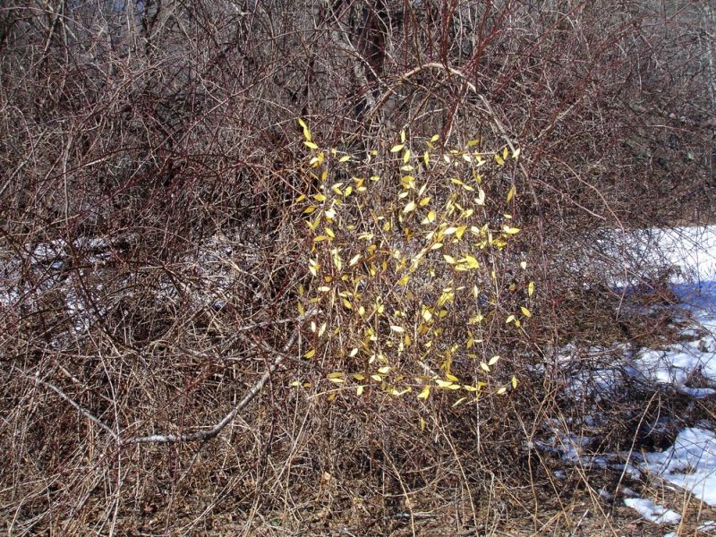 SA4QE - Spreading the Word of Russell Hoban