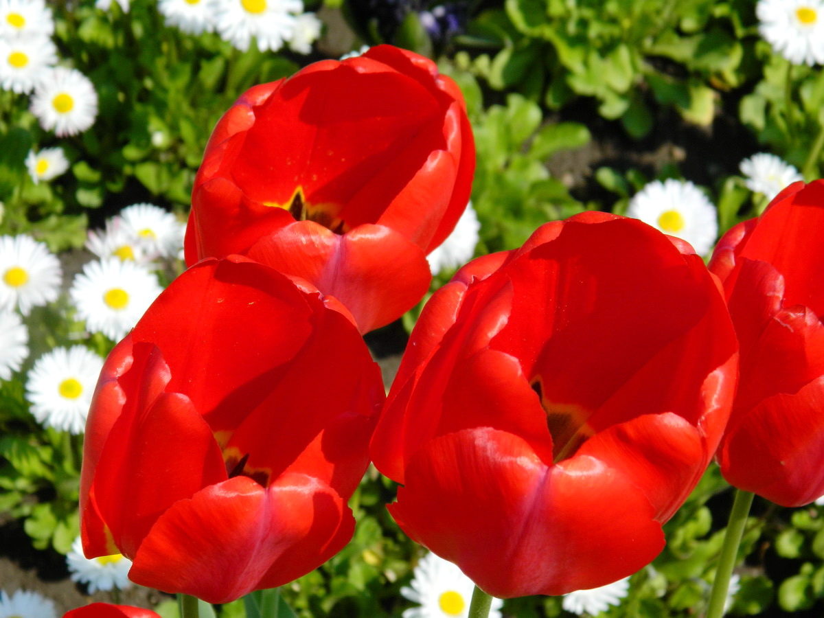 LA MULTI ANI, ROMANIA!: Lalele rosii si galbene