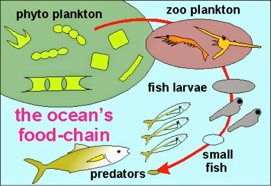 HIMB Community Education Program: Chaetognaths- The truth about Arrow Worms
