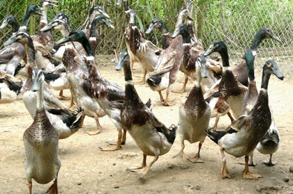 Mengenal Macam-Macam Jenis Itik Di Dunia