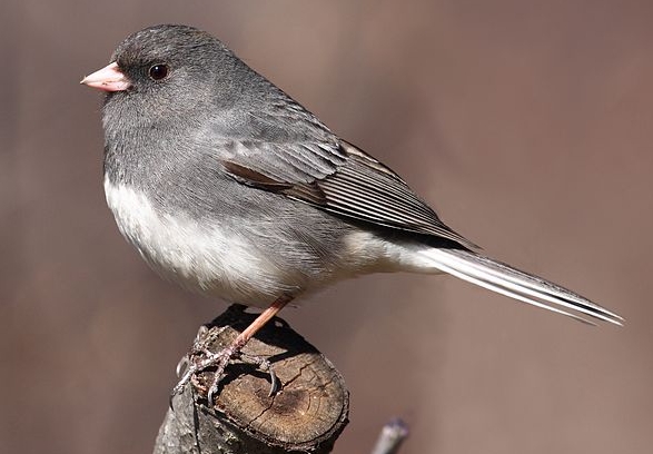 Dark-eyed Juncos leave mid-Michigan