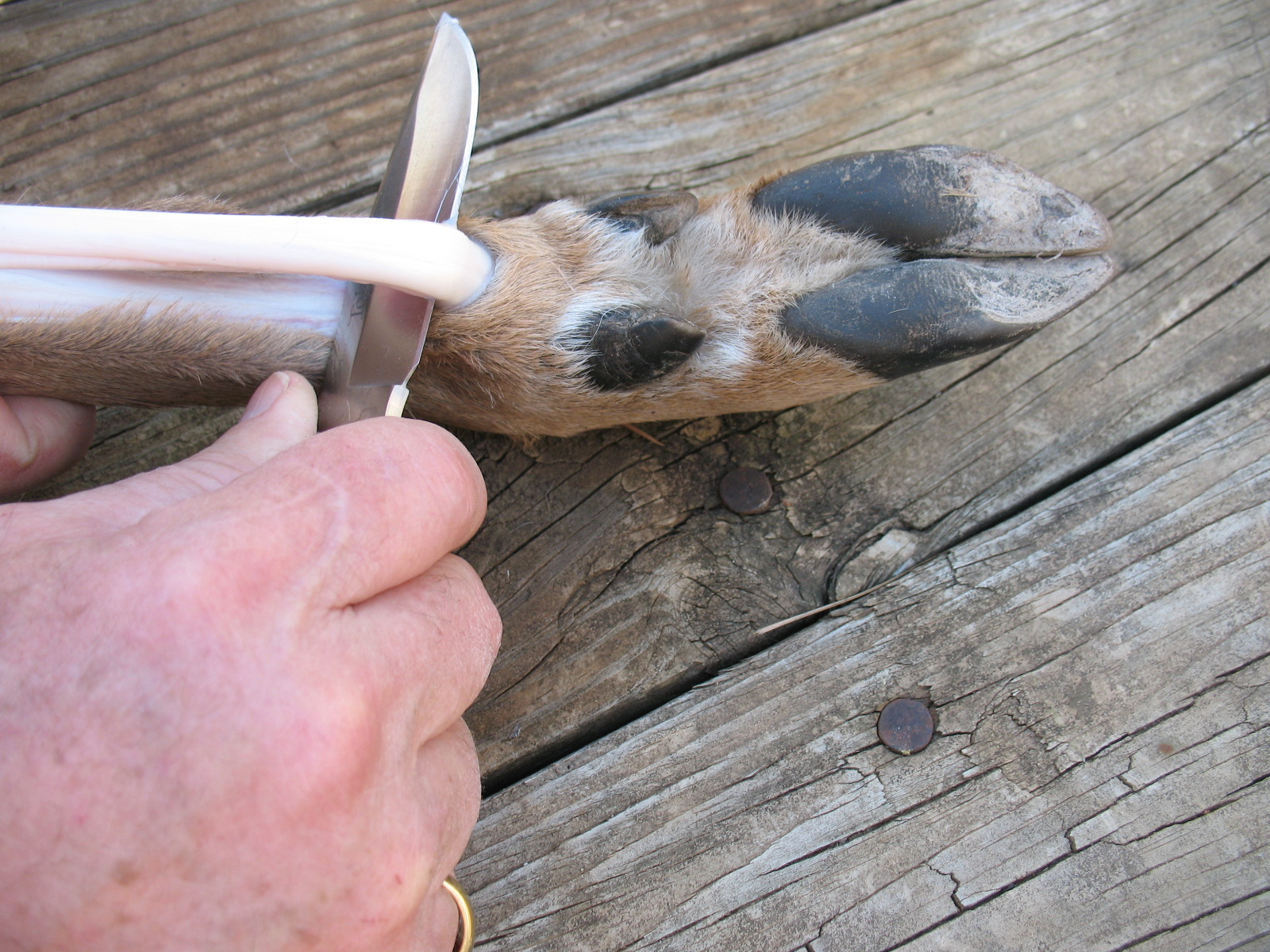 Sensible Survival: Preparing and Using Sinew