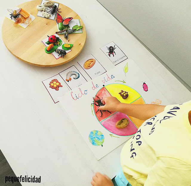 PEQUEfelicidad: NUESTRO PROYECTO INSECTOS: 20 ACTIVIDADES MONTESSORI ...