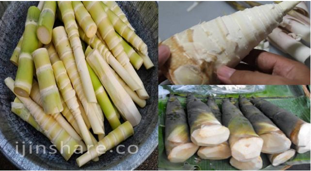 Sering Disepelekan, Ternyata “Rebung” Memiliki Sejuta Manfaat untuk ...