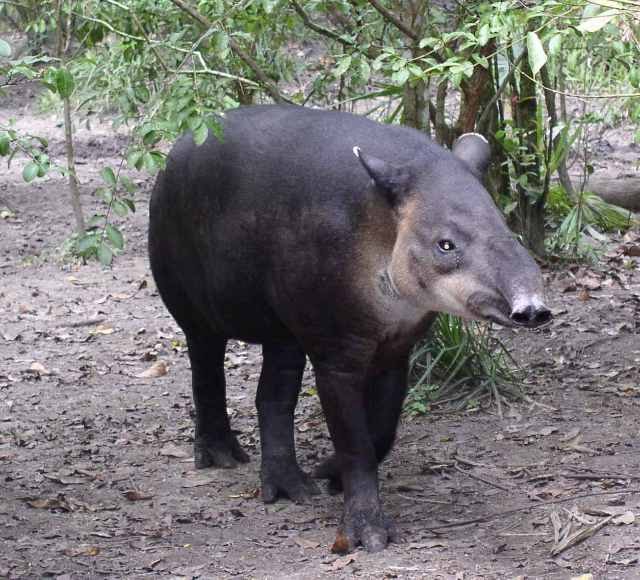 Dangerous of Wild Animals: Baird's Tapir