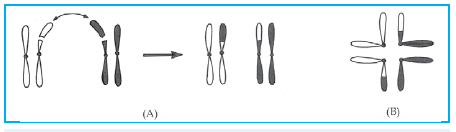 Mutasi Kromosom ~ Kang Biology