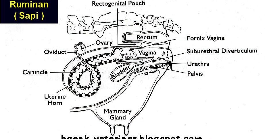 VETERINER & KEGALAUAN: Anatomi Reproduksi Betina ( Organa Genetalia ...