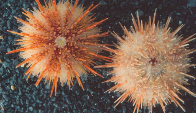 Flora Urbana: Les dents de la mer